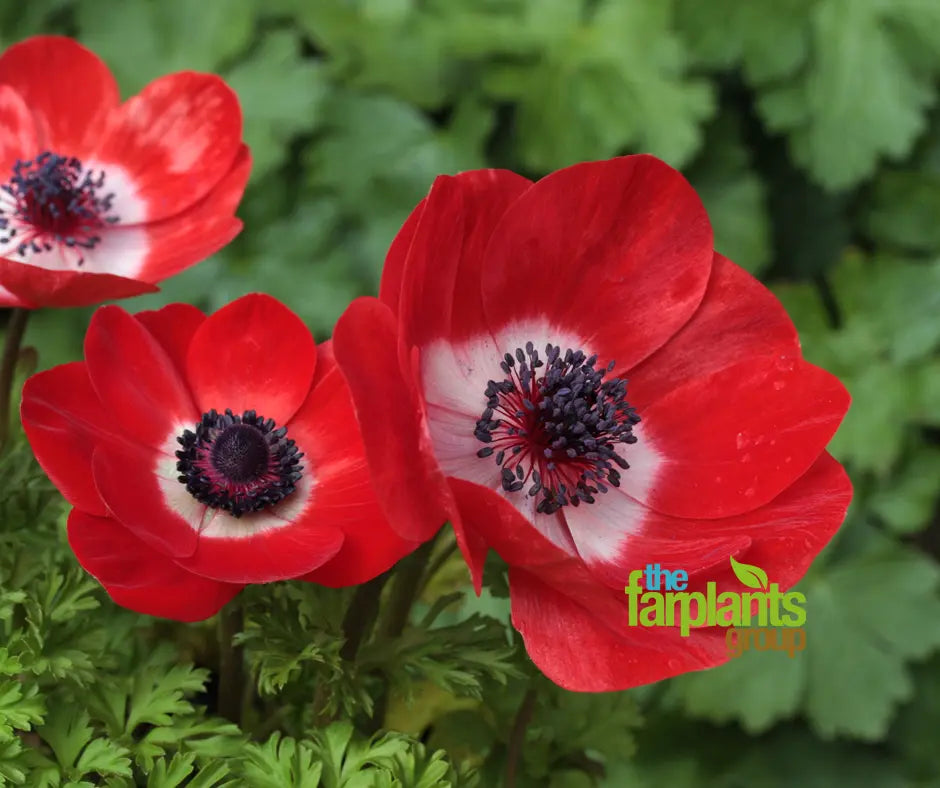 Anemone Harmony Scarlet 1L – Torwood Garden Centre