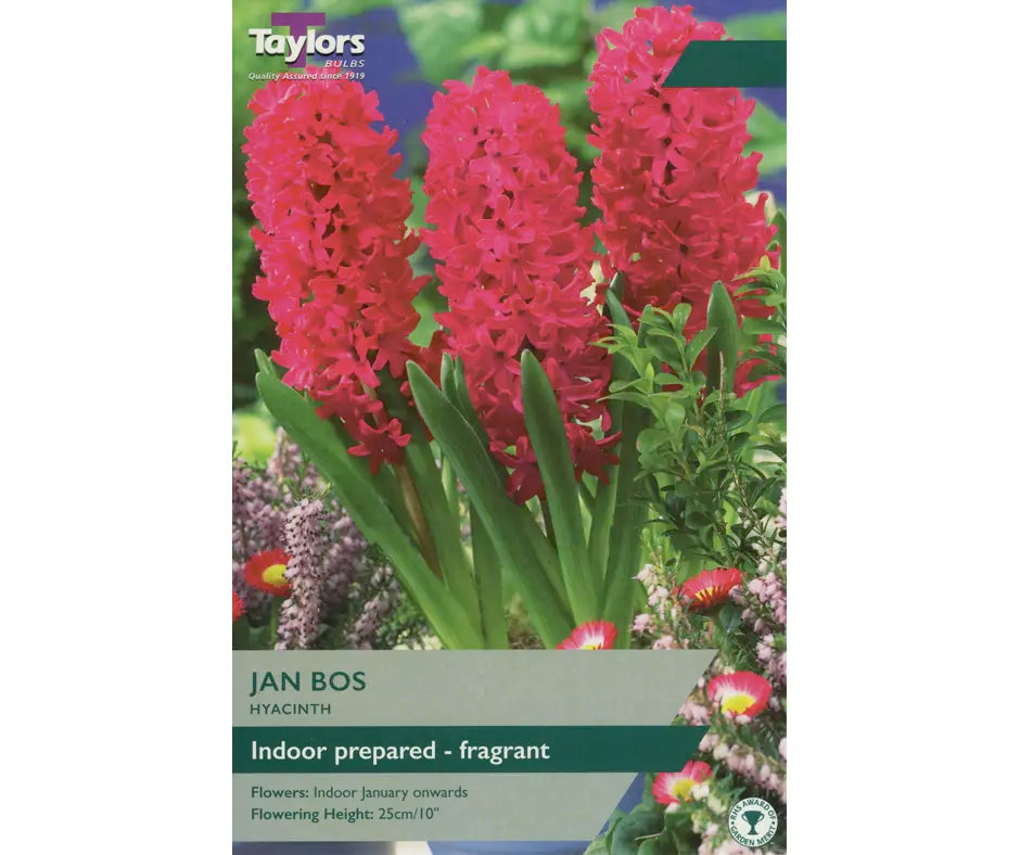 Hyacinth 'Jan Bos' – Torwood Garden Centre