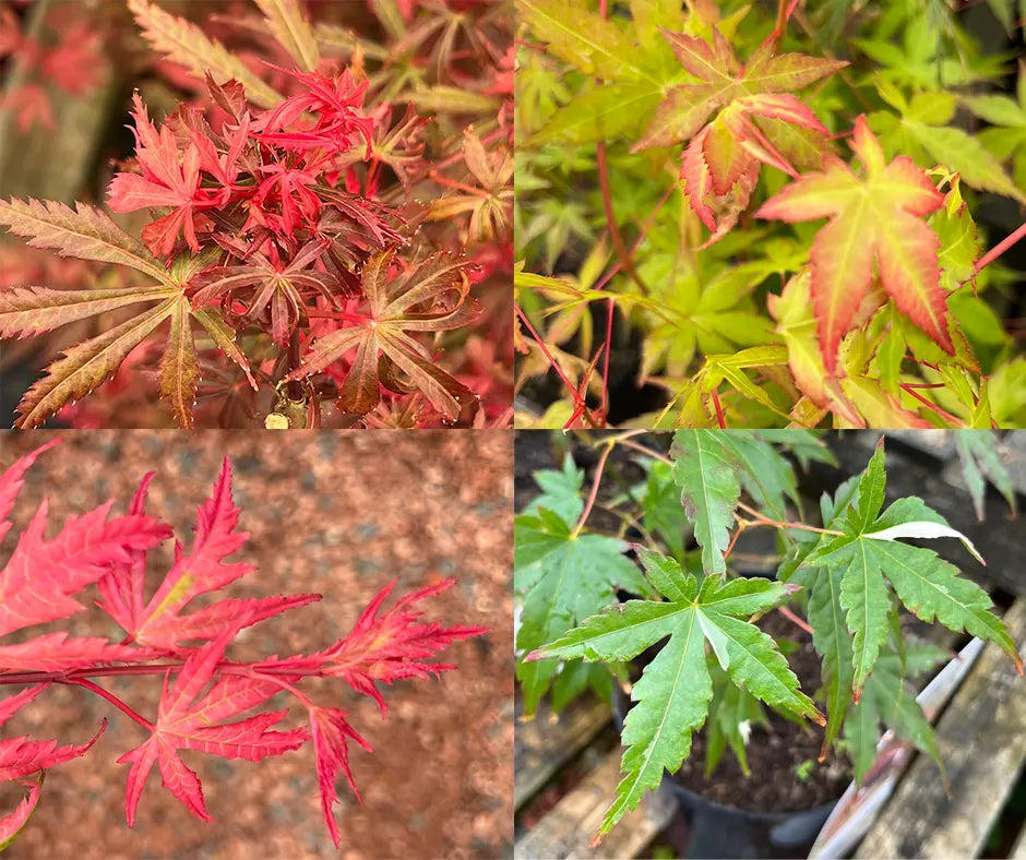 Acer - 5L Pot – Torwood Garden Centre