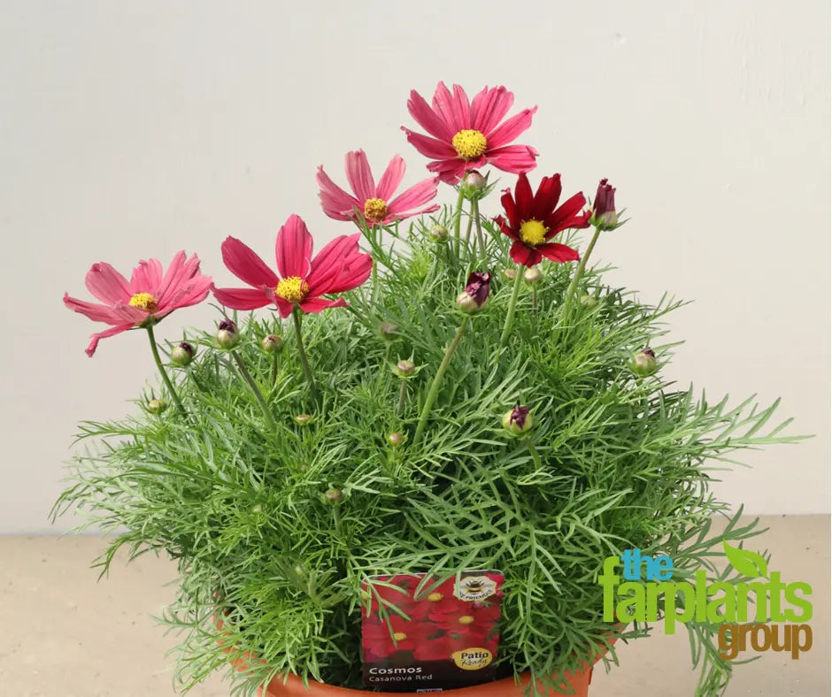 Cosmos Red 1L – Torwood Garden Centre