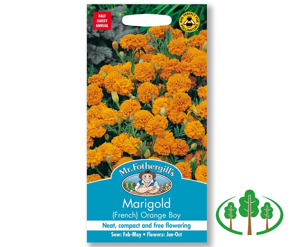 MARIGOLD (French) Orange Boy – Torwood Garden Centre