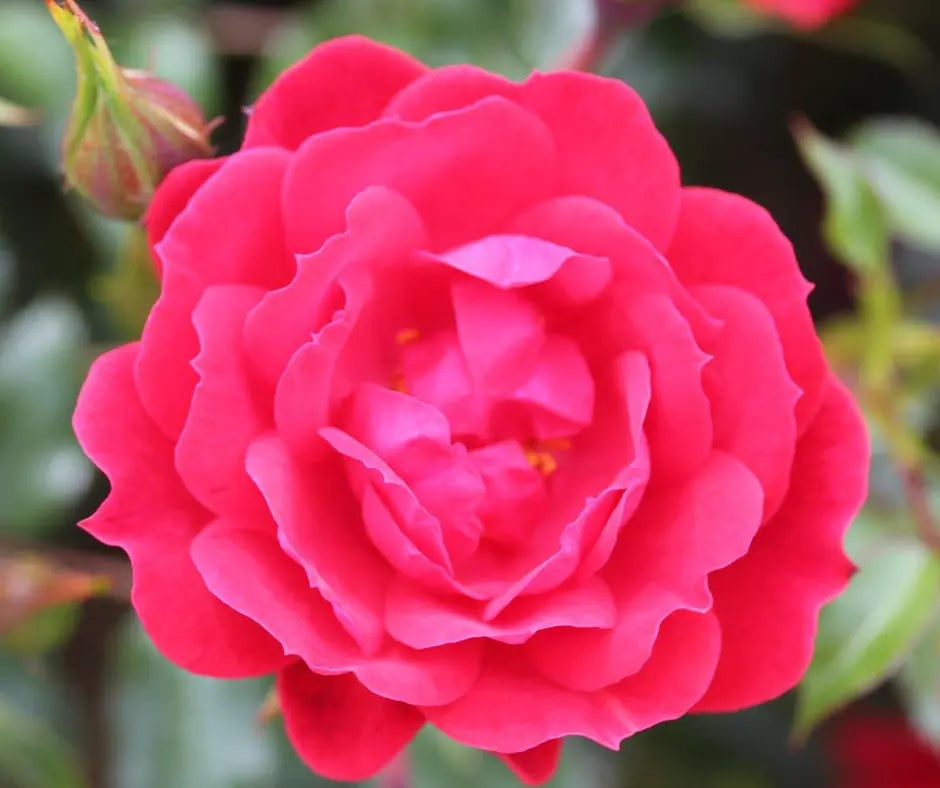 Rose 'Raspberry Royale' - Patio Rose – Torwood Garden Centre