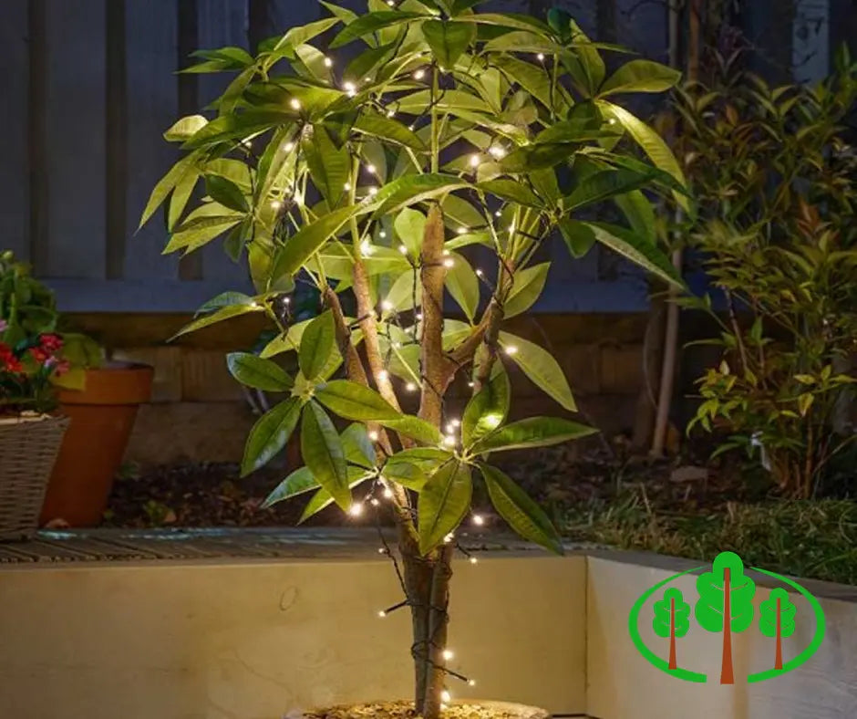 Solar String Lights - 200 Warm White LED – Torwood Garden Centre