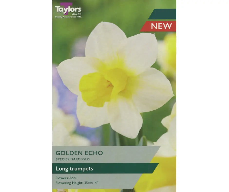 Narcissus 'Golden Echo' – Torwood Garden Centre