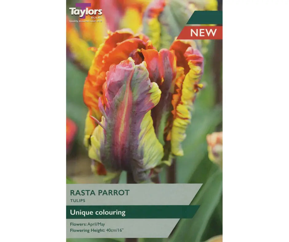 Tulip 'Rasta Parrot' – Torwood Garden Centre