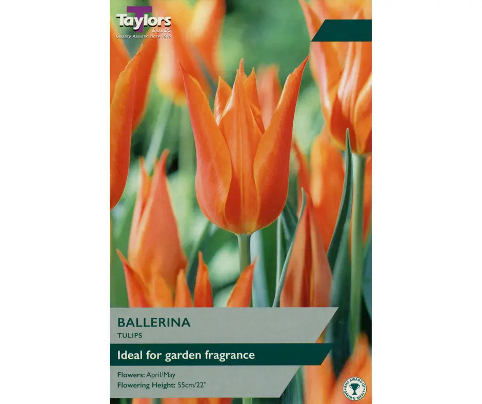 Tulip 'Ballerina' – Torwood Garden Centre