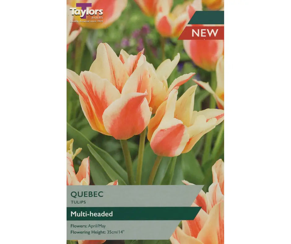 Tulip 'Quebec' – Torwood Garden Centre